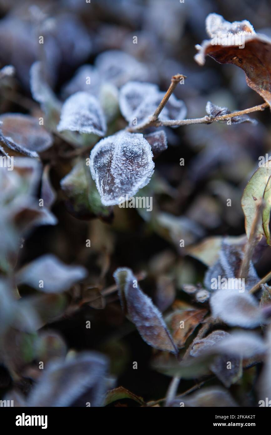 Frosted features hi-res stock photography and images - Alamy