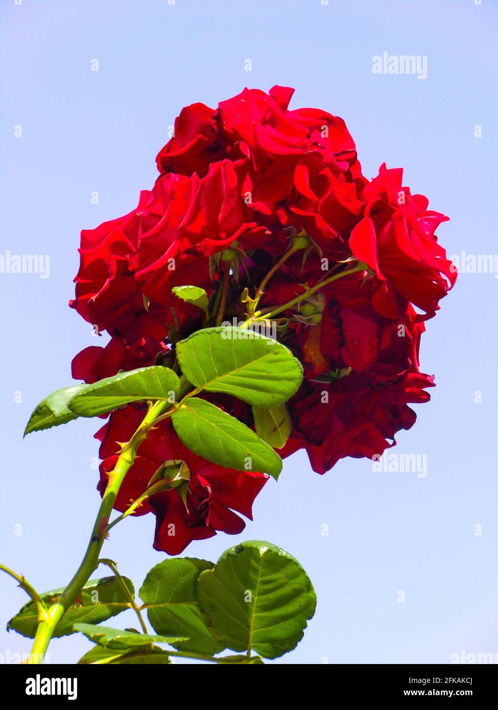 Rosa multiflora hi-res stock photography and images - Alamy