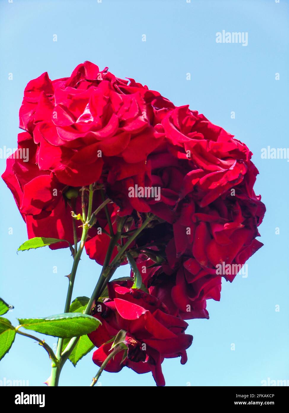 Rosa multiflora hi-res stock photography and images - Alamy