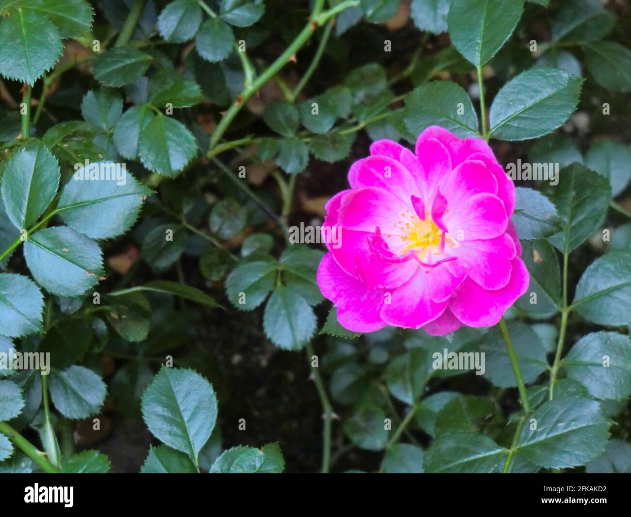 Rosa multiflora hi-res stock photography and images - Alamy