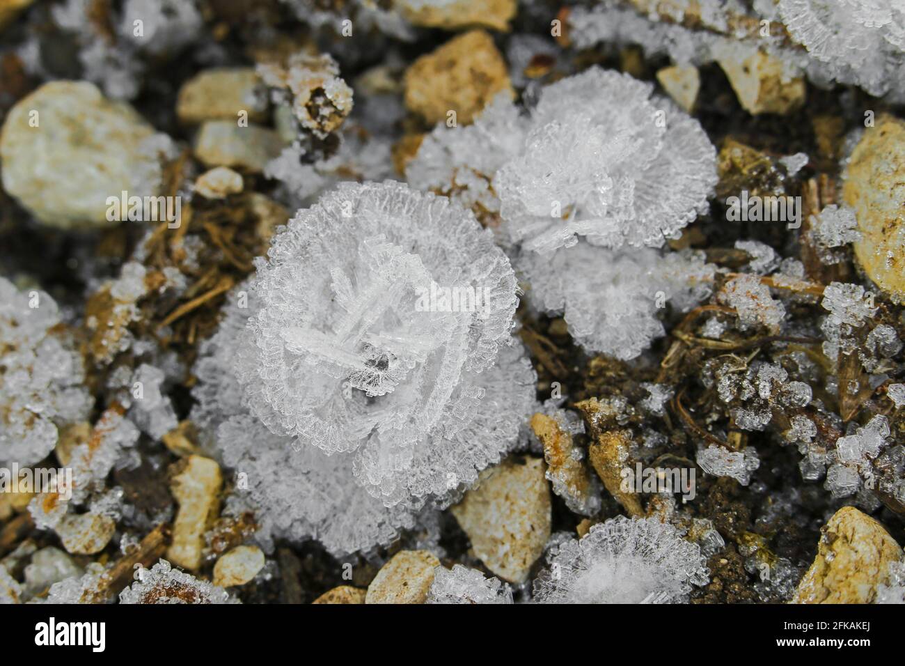 Top view of small white ice crystals flowers and leaves forming on the ...