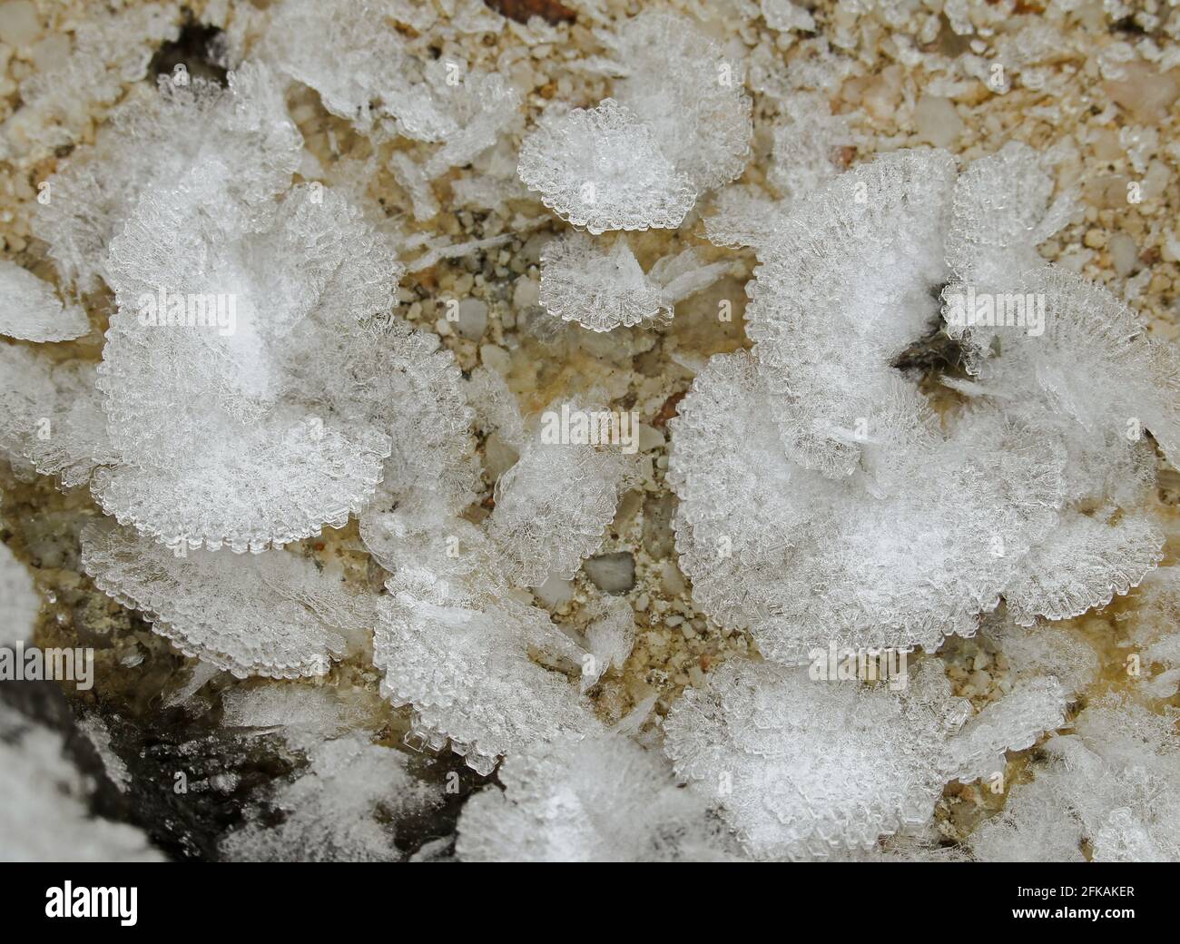 Top view of small white ice crystals flowers and leaves forming on the ...