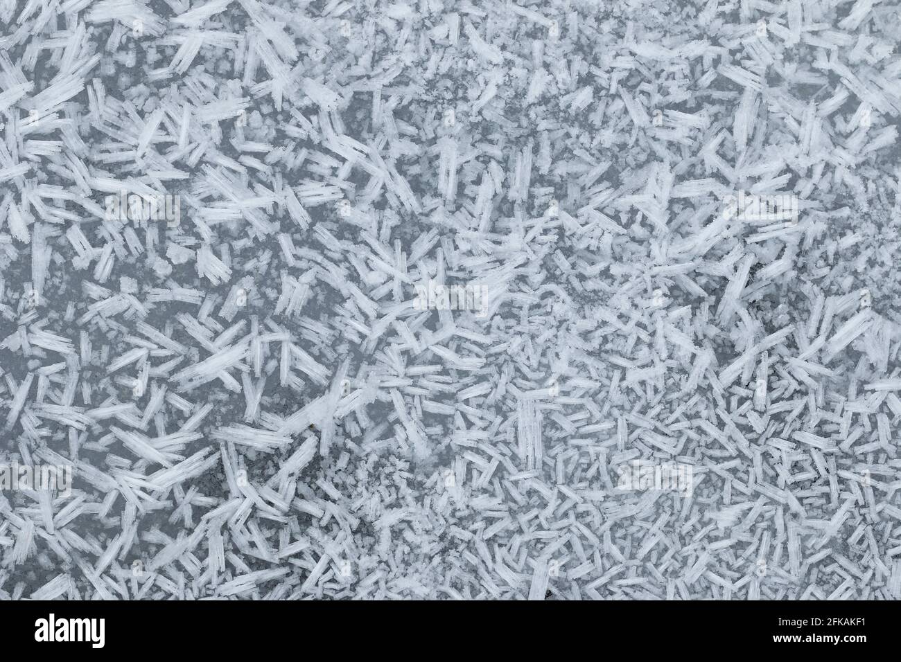 Ice crystals forming on the surface of frozen water in the morning ...