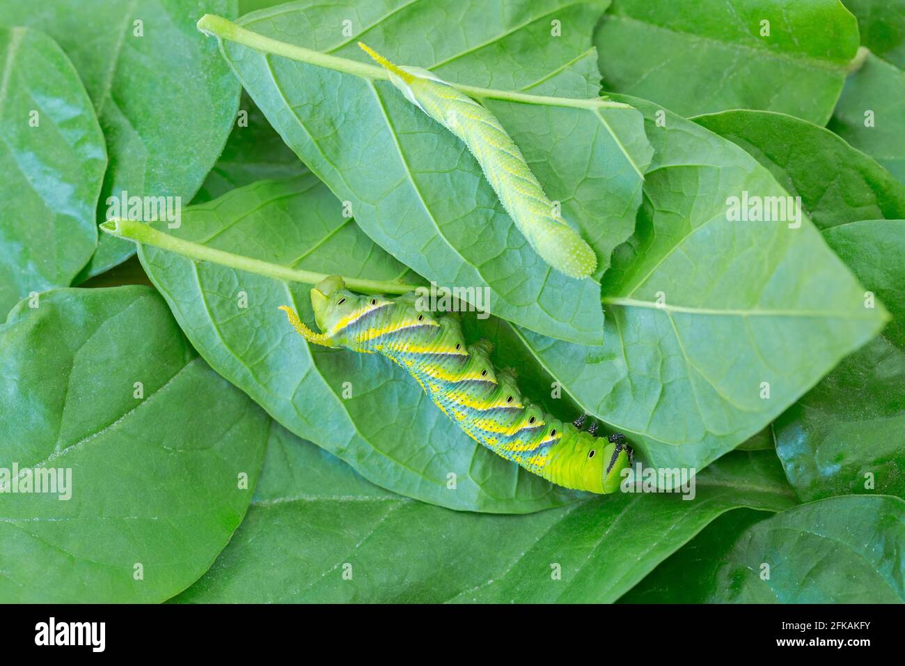 Closeup of young and adult green Caterpillar of death's head hawkmoth ...