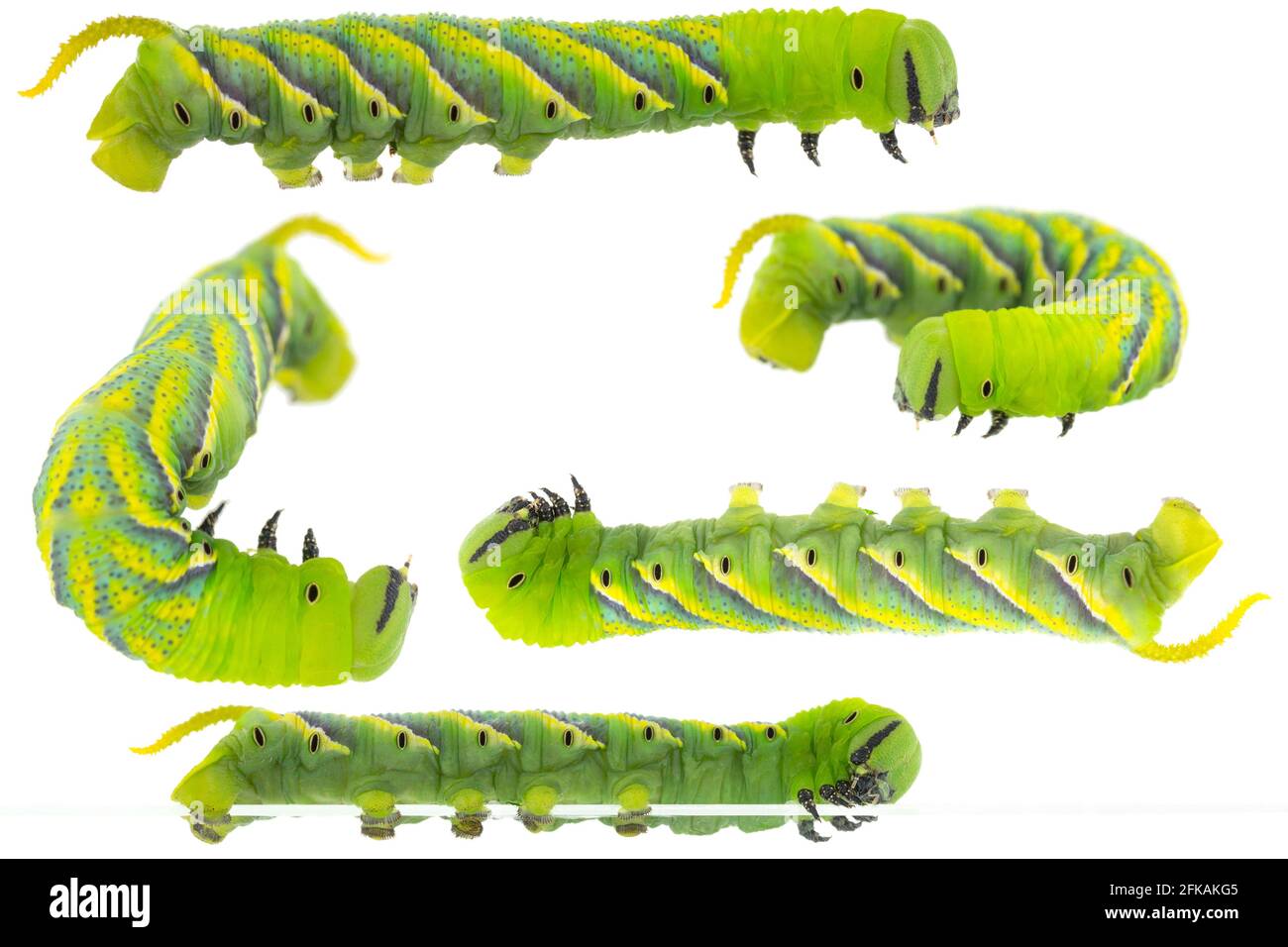 Caterpillar head Cut Out Stock Images & Pictures - Alamy