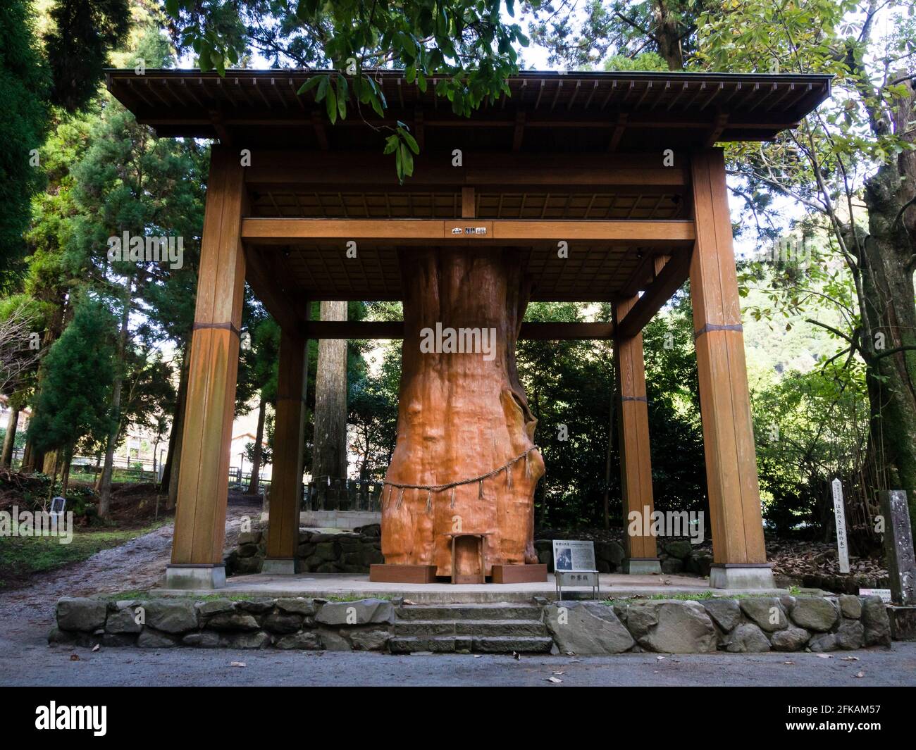 Sugi tree hi-res stock photography and images - Alamy