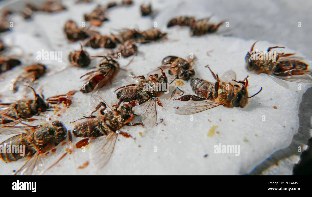 group of bees that died from parasitic disease Stock Photo - Alamy
