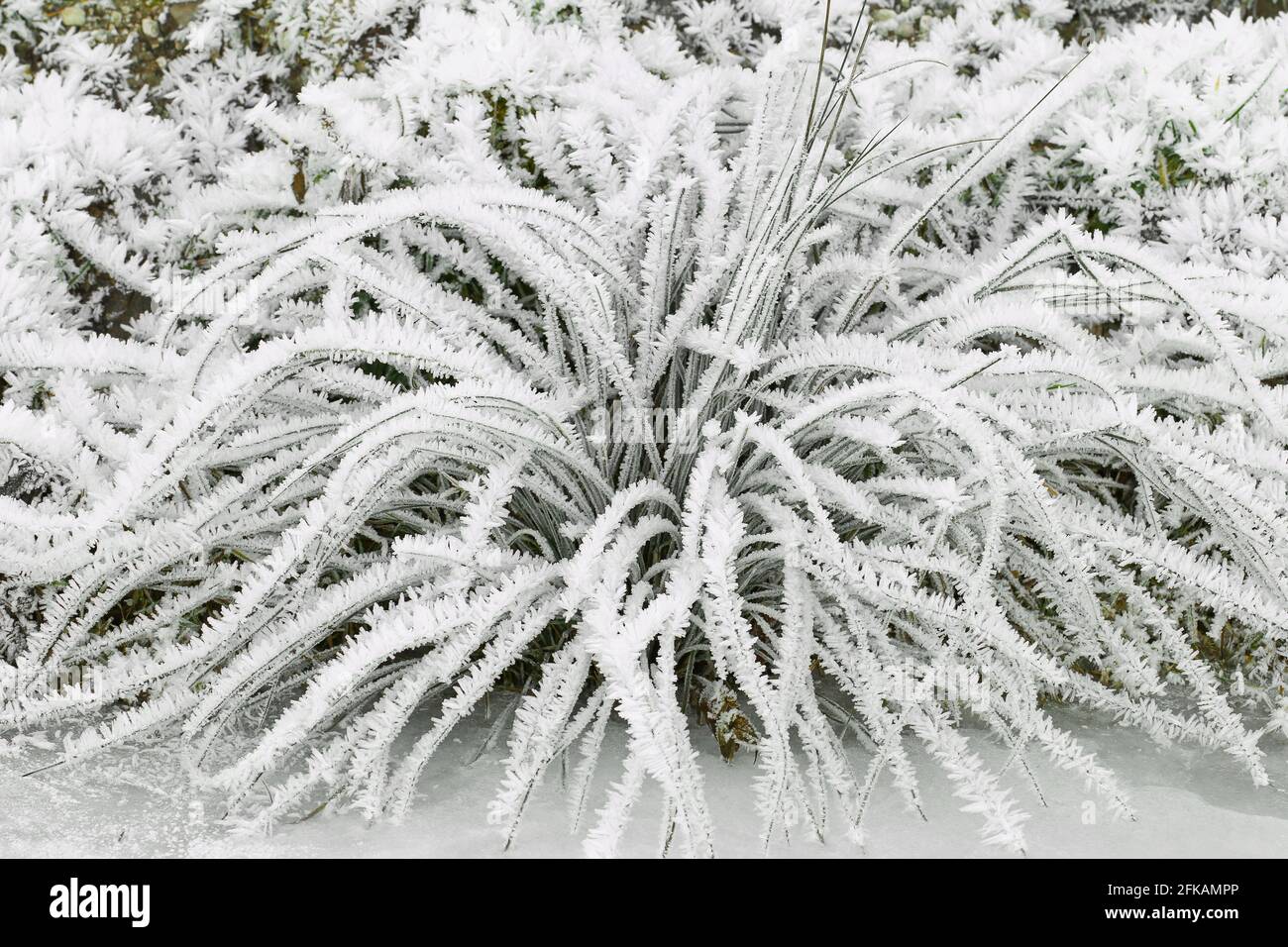 Hoarfrost rime ice on twigs of grass along frozen stream, beautiful ...