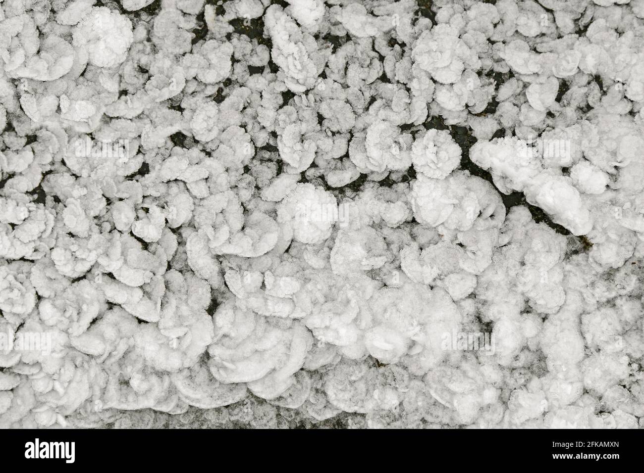 Crystal leaves hi-res stock photography and images - Alamy