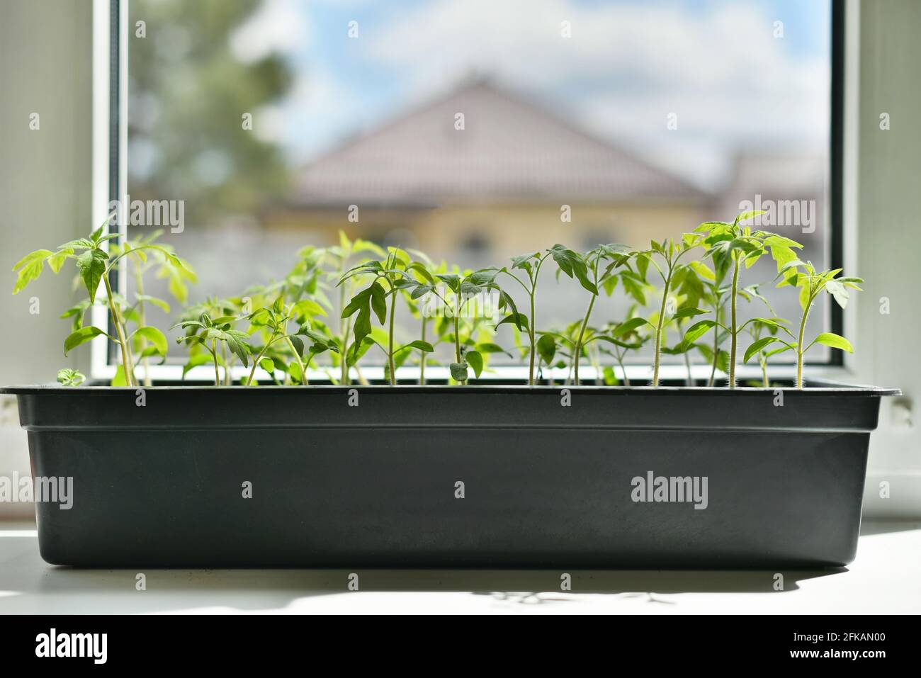 Tomato sprouts on a sunny day grow in a pot by the window Stock Photo ...