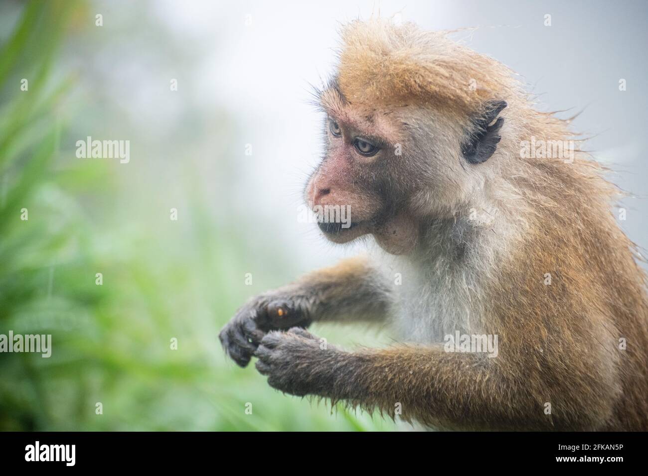 Animal shivering in rain hi-res stock photography and images - Alamy