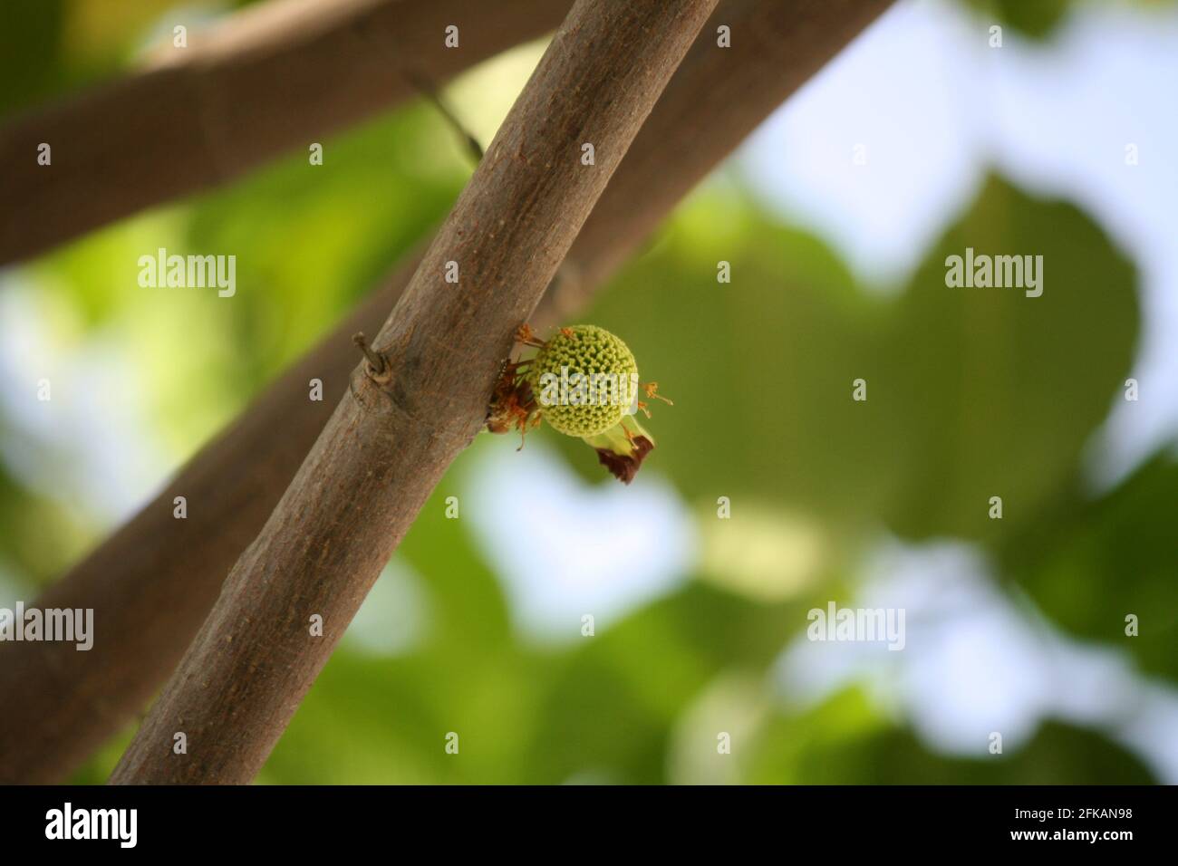 Kadamb (Neolamarckia cadamba) flowers in dense globe-shaped clusters ...