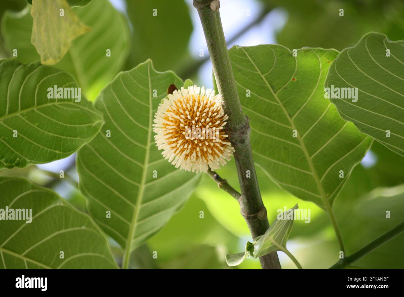 Kadamb (Neolamarckia cadamba) flowers in dense globe-shaped clusters ...