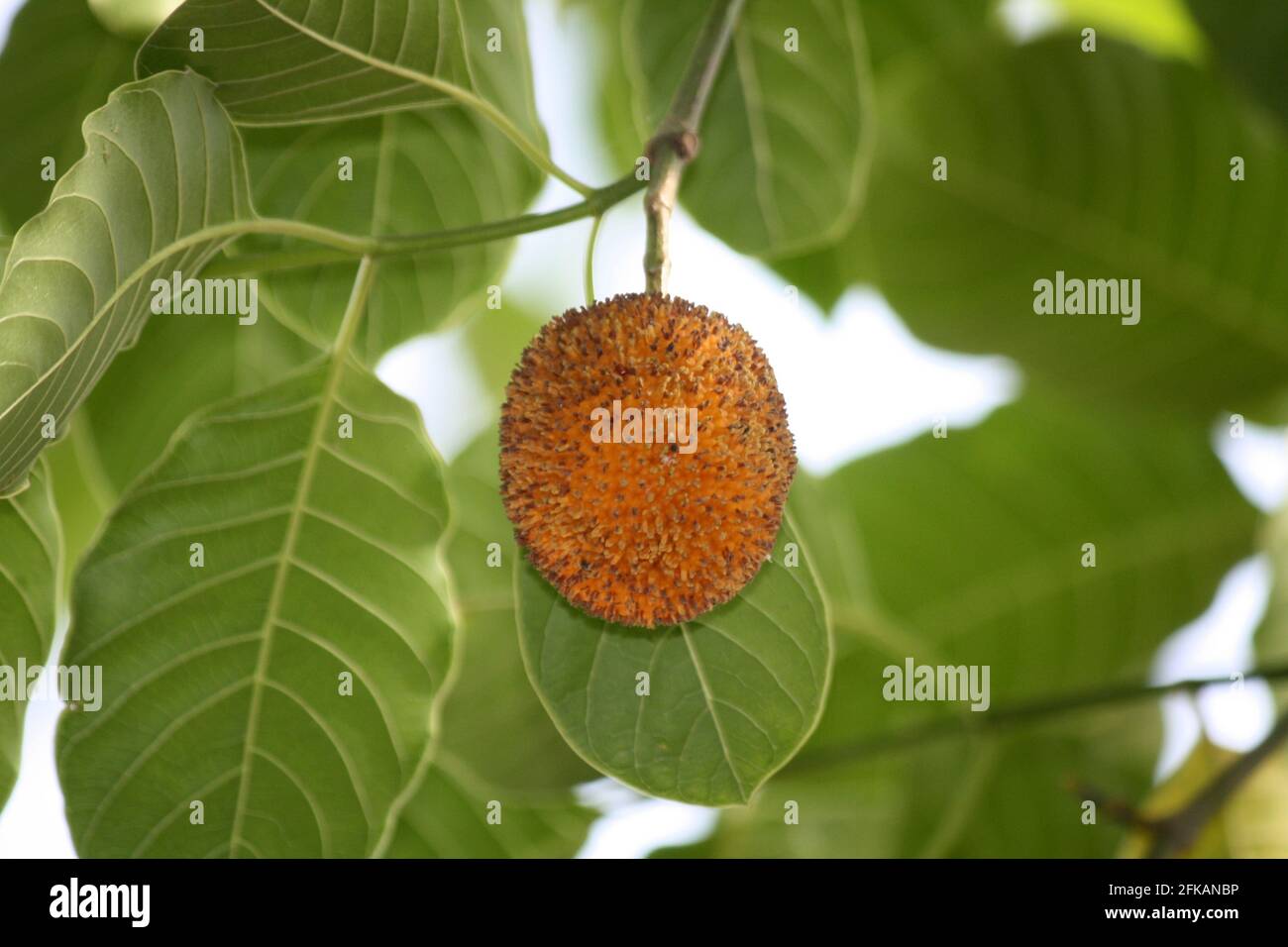 Kadamb (Neolamarckia cadamba) flowers in dense globe-shaped clusters ...