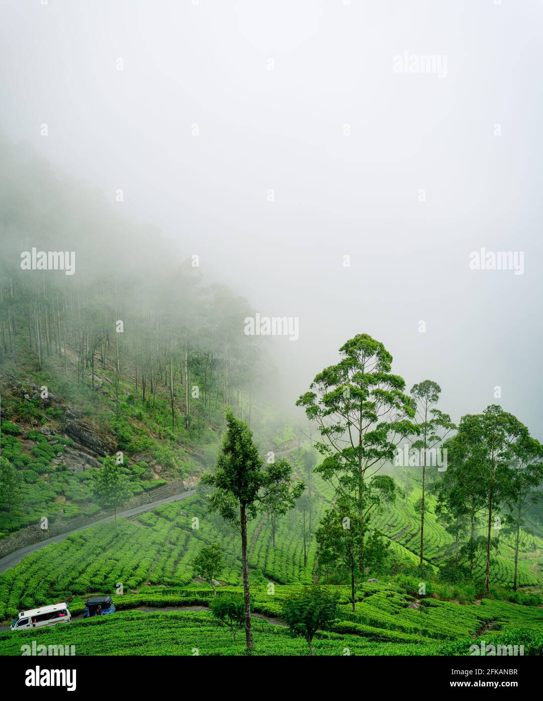 Tropical tea plants hi-res stock photography and images - Alamy