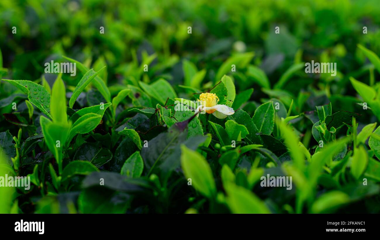 Tea flower isolated close up in tea plantation Stock Photo - Alamy