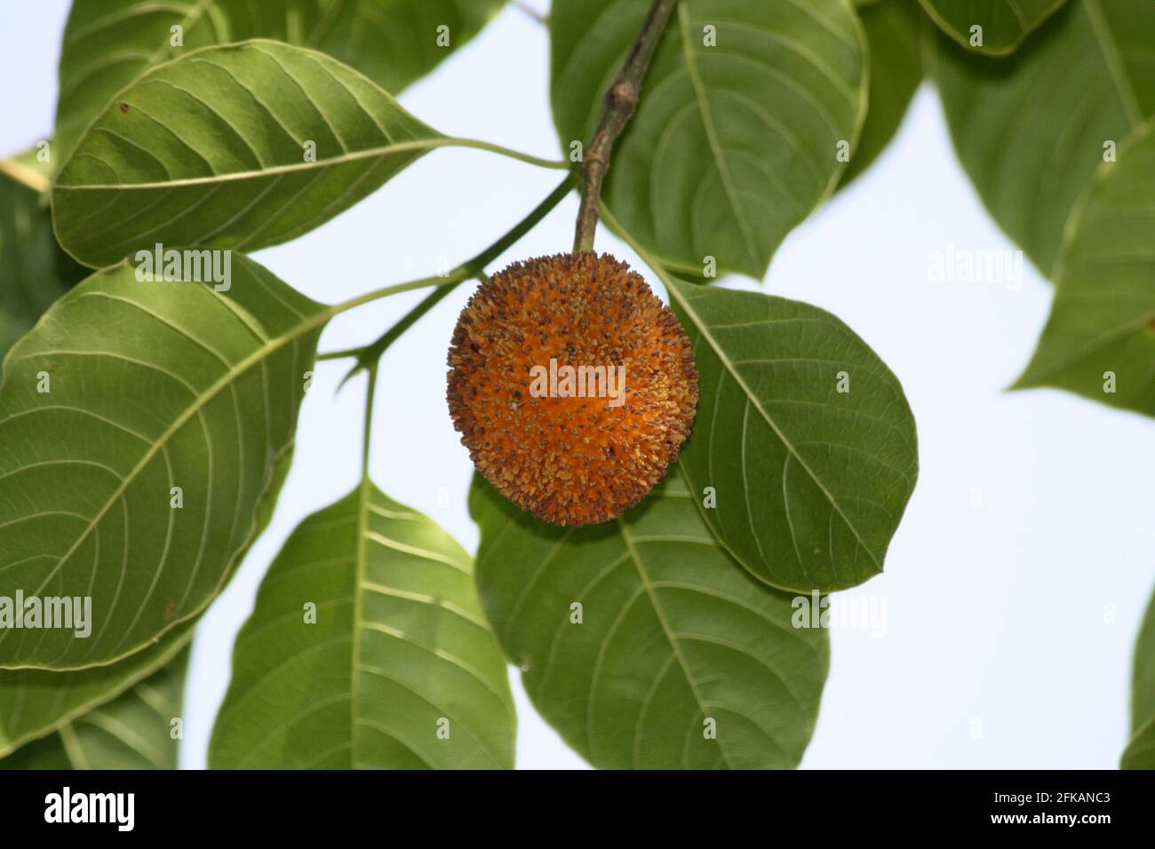 Kadamb (Neolamarckia cadamba) flowers in dense globe-shaped clusters ...