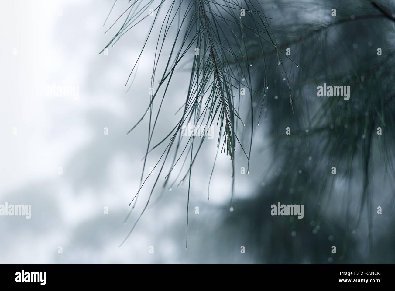 Water dripping down from needle-like pine leaves in cold misty and ...