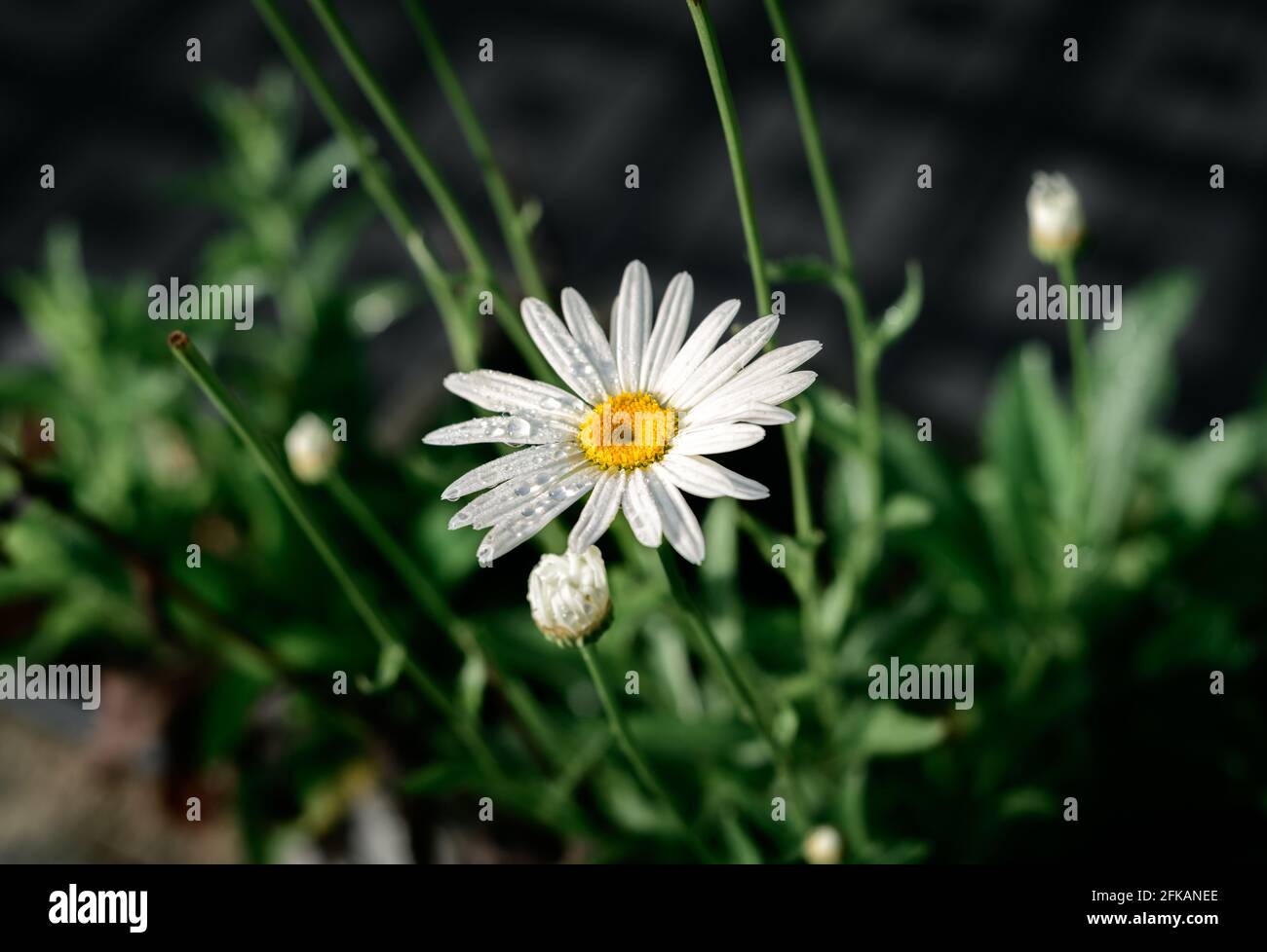 White daisy green center hi-res stock photography and images - Alamy