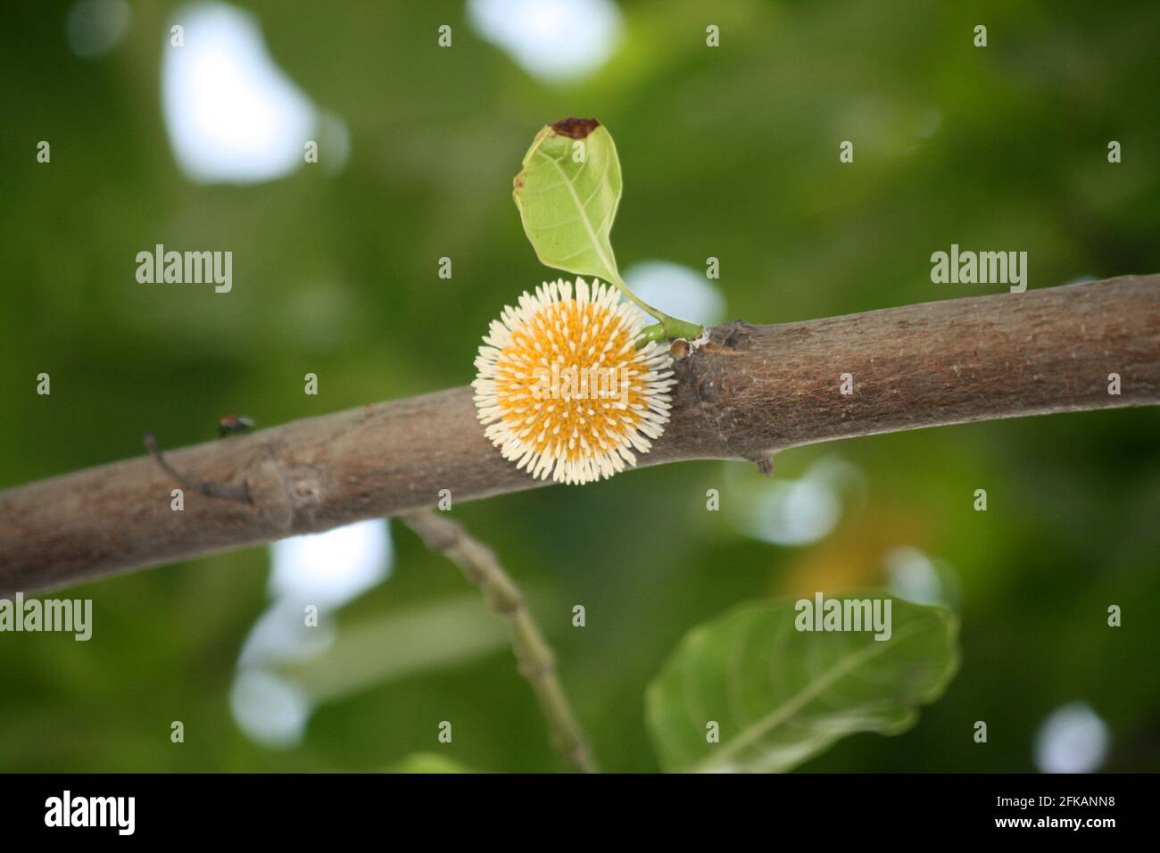 Kadamb (Neolamarckia cadamba) flowers in dense globe-shaped clusters ...