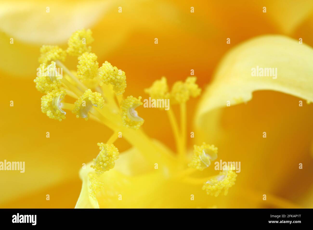 Closeup photo of Pollen grains of the Ruffled hibiscus Stock Photo - Alamy