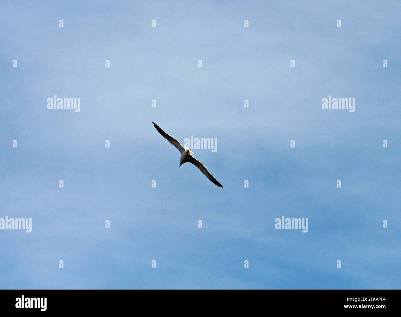Plage De Goeland High Resolution Stock Photography and Images - Alamy
