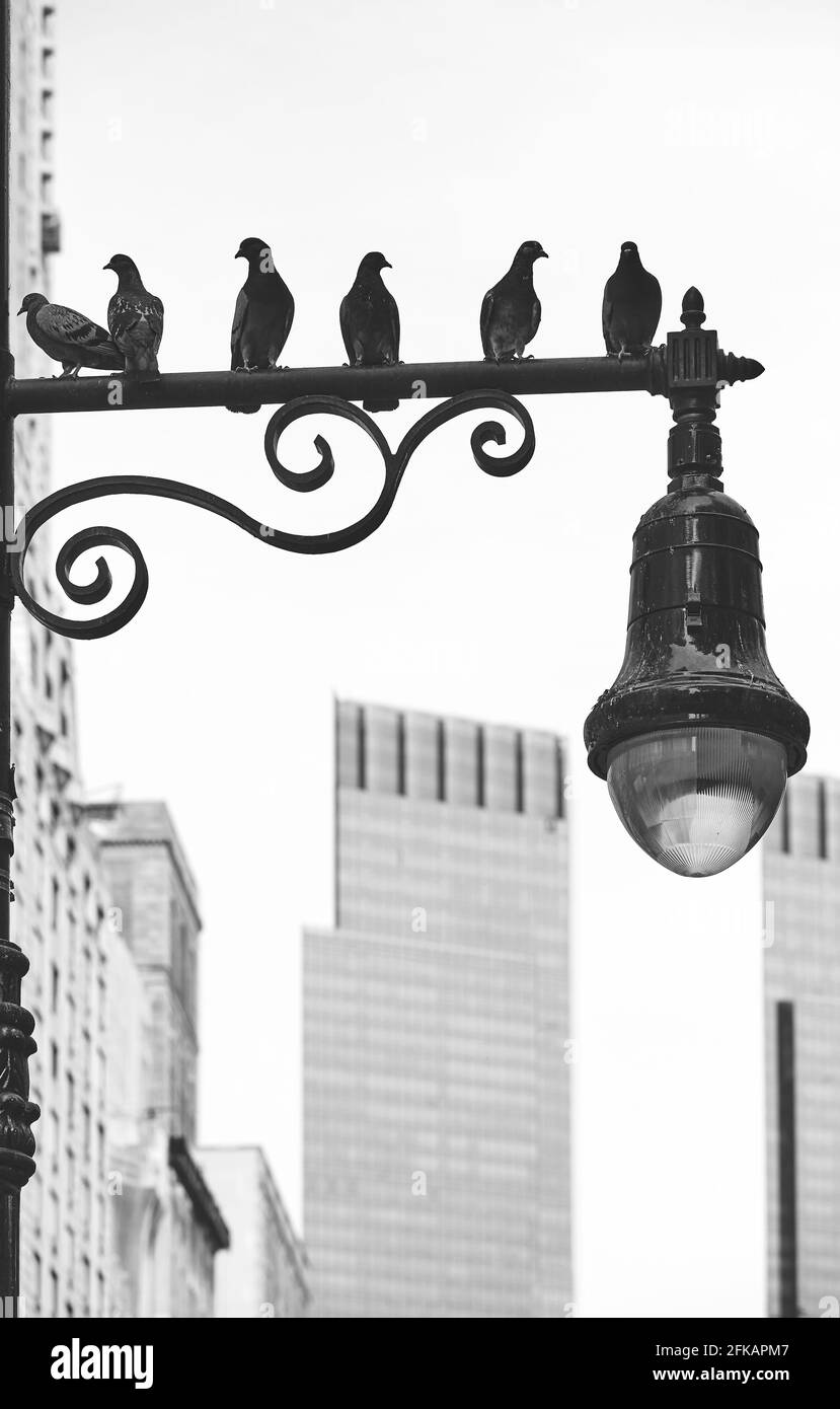Lamp post silhouette hi-res stock photography and images - Alamy