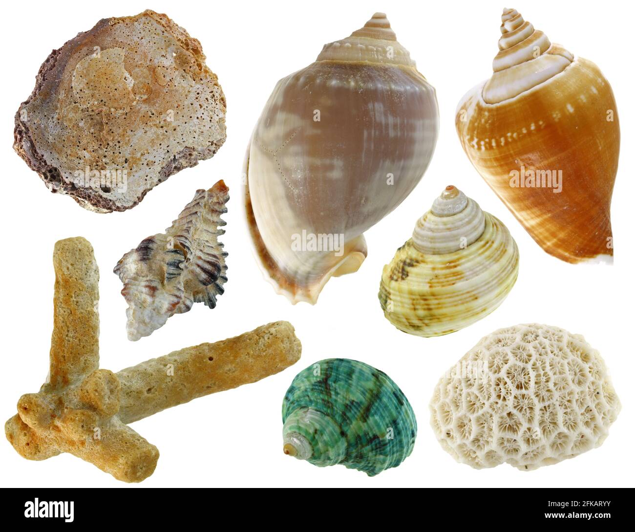 Shellfish assortment hi-res stock photography and images - Alamy