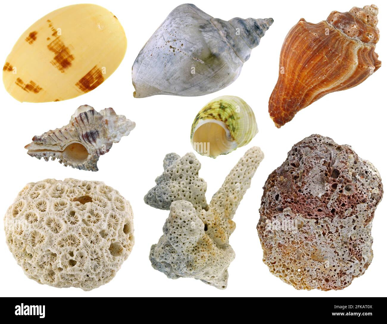 Shellfish assortment hi-res stock photography and images - Alamy