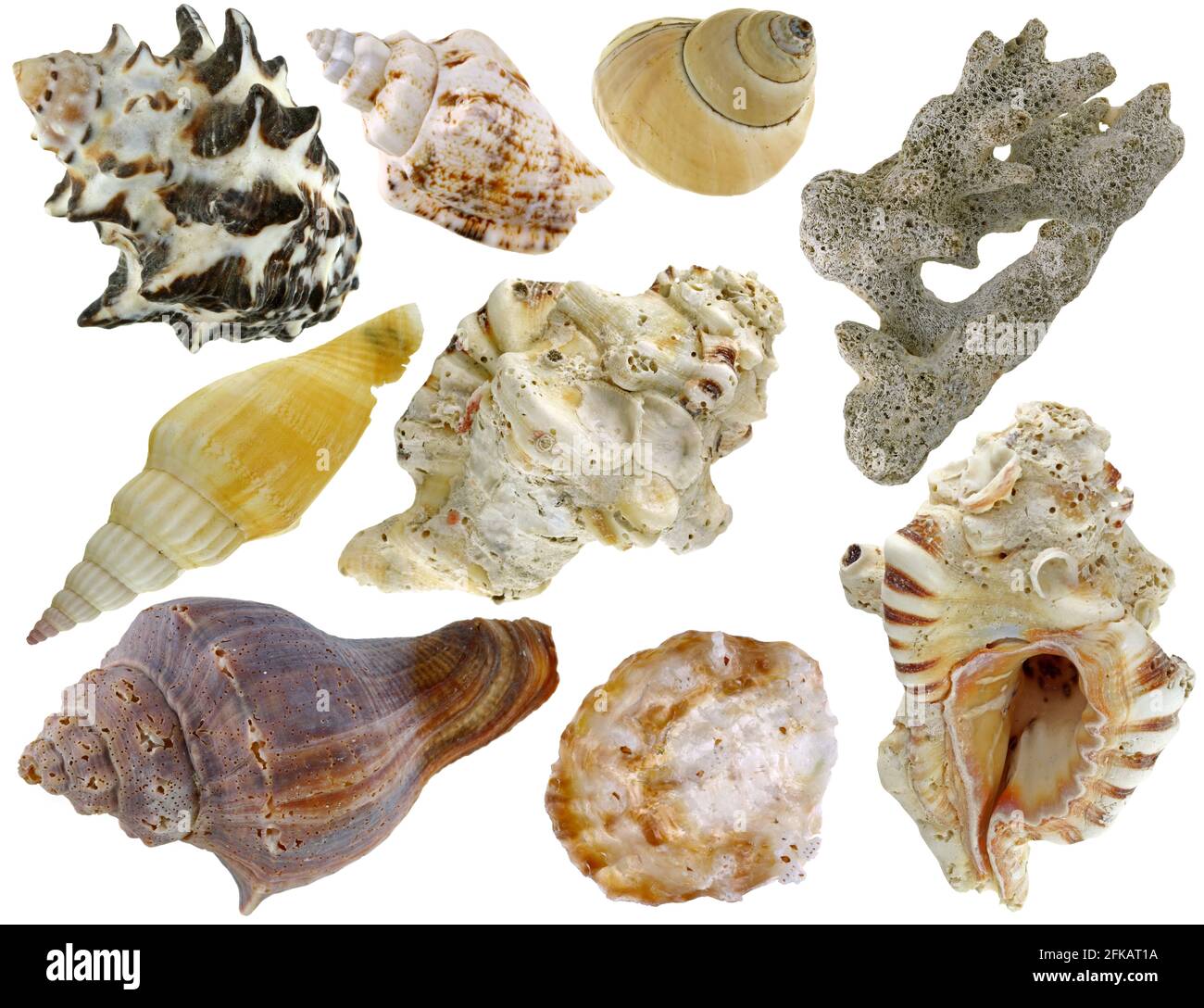 Shellfish assortment hi-res stock photography and images - Alamy