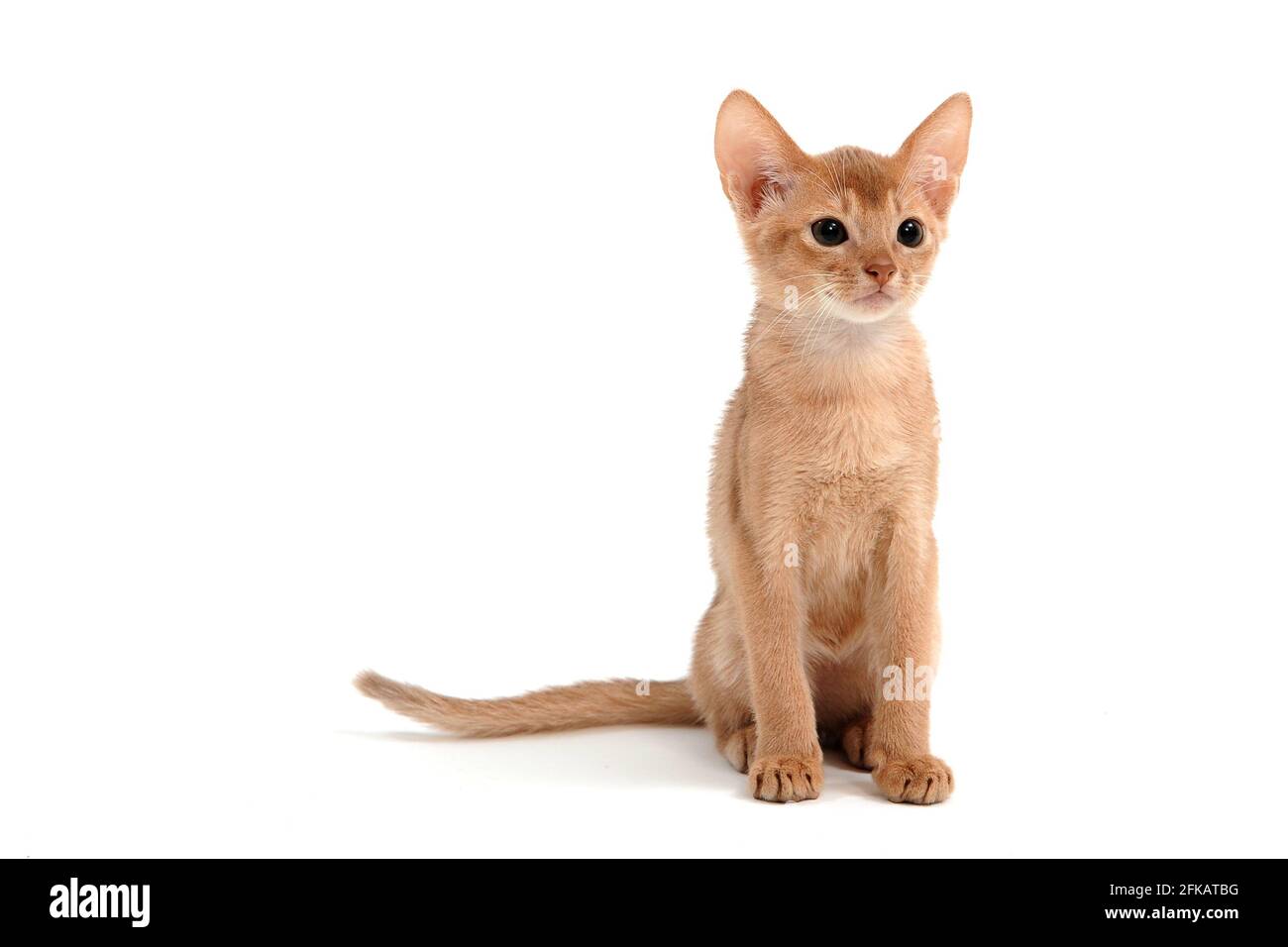 Abyssinian ginger cat sits on a white background Stock Photo - Alamy