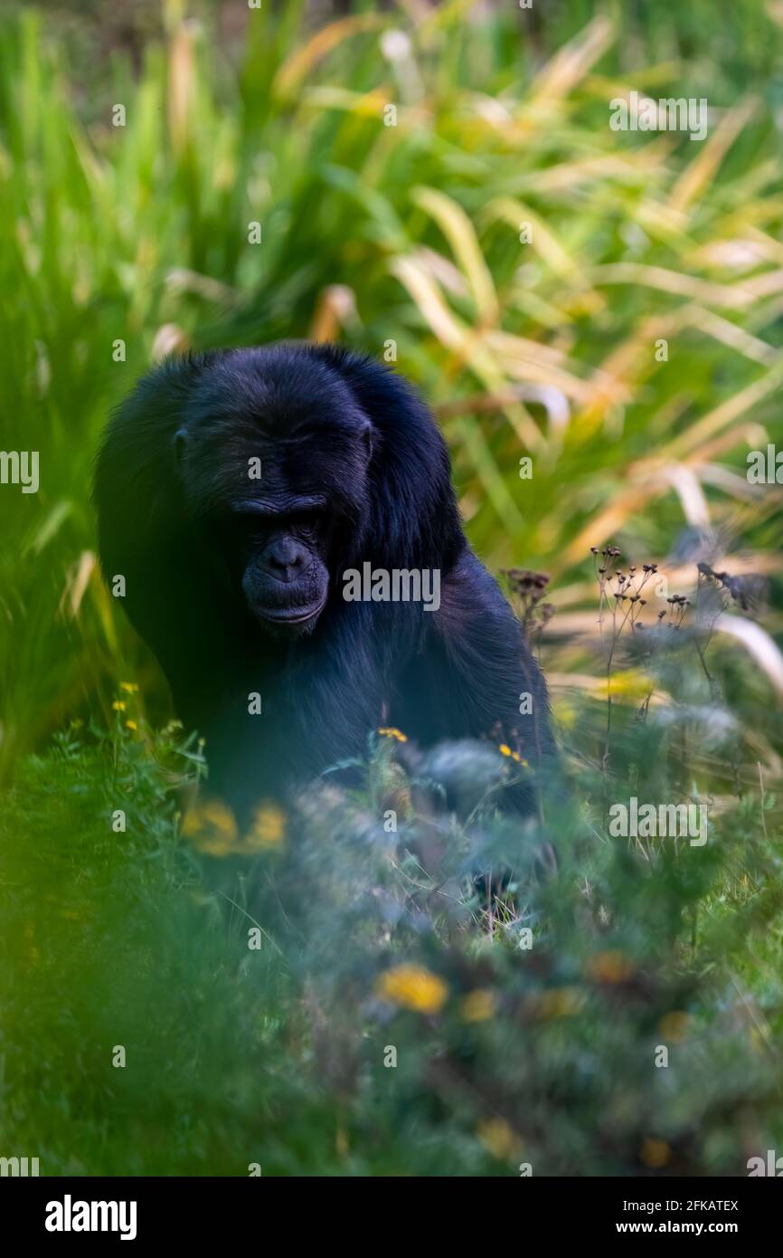 Adult Monkey waking between tree branches and plant bushes and flowers ...