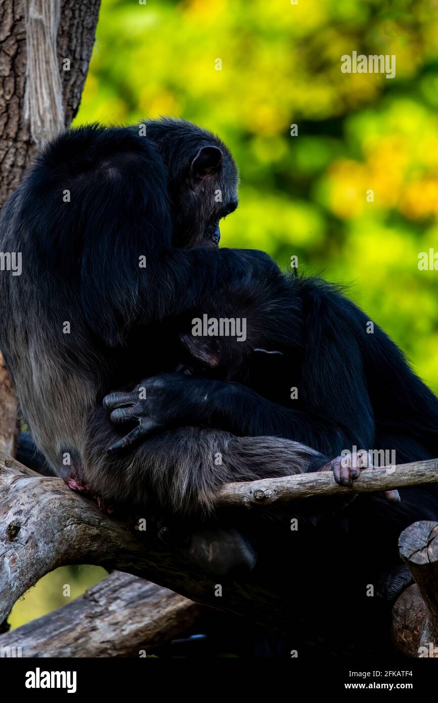 Two monkeys sitting between tree branches, cleaning and take care of ...