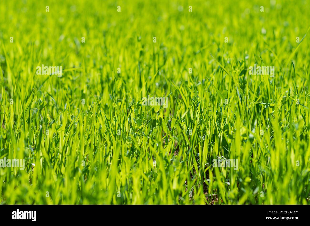 Fresh green shoots of cultivated plants in a farmer's field closeup ...