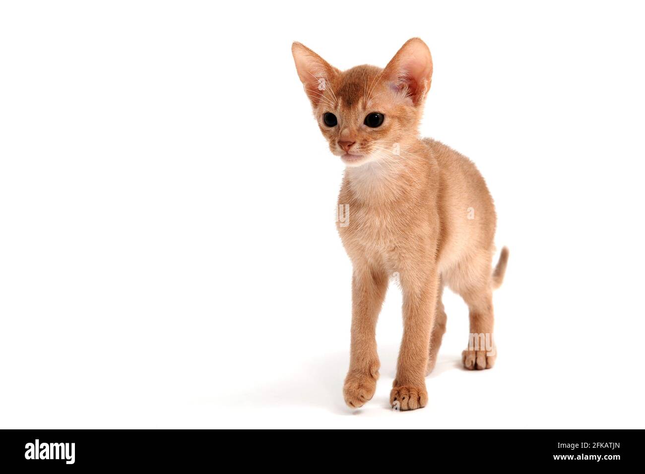 Abyssinian ginger cat stands on a white background Stock Photo - Alamy