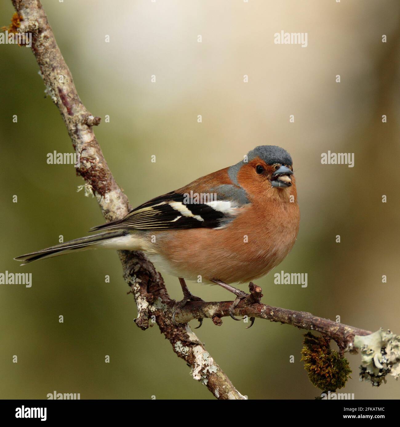 Chaffinch male and female hi-res stock photography and images - Alamy
