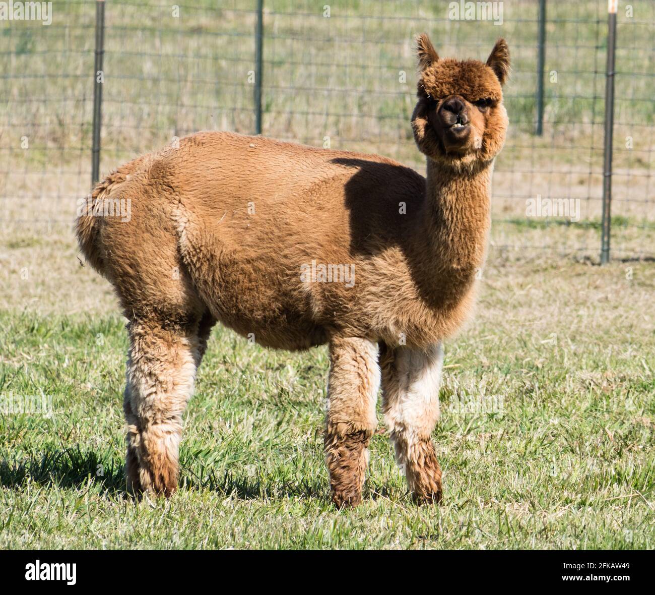 Alpaca on a farm in Skagit Valley, Washington state, USA Stock Photo ...