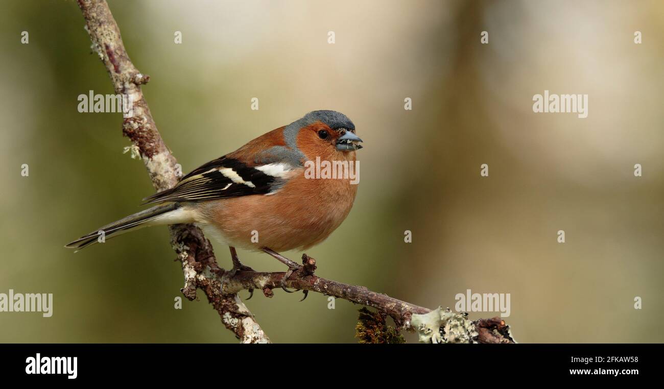Chaffinch male and female hi-res stock photography and images - Alamy