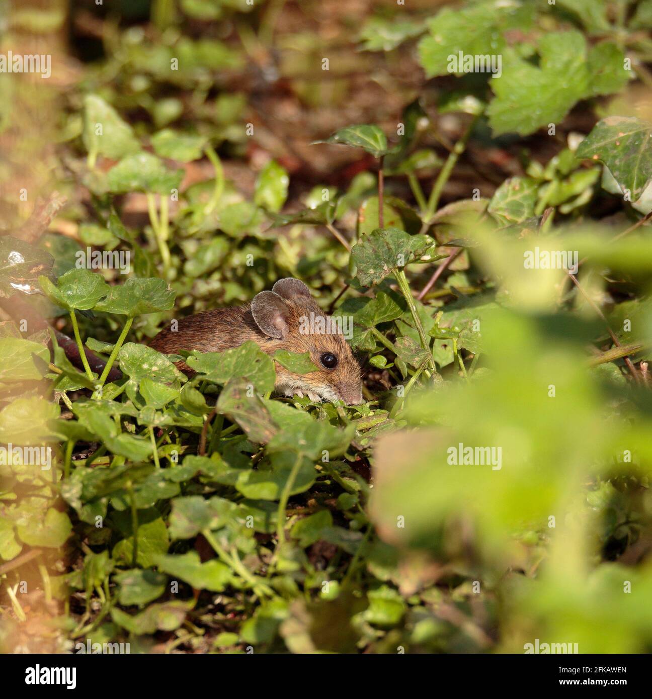 Mischievous mouse hi-res stock photography and images - Alamy