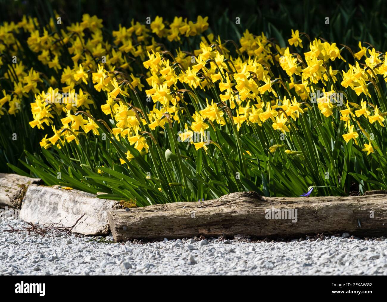 Daffodils growing on a garden bed in springtime Stock Photo - Alamy