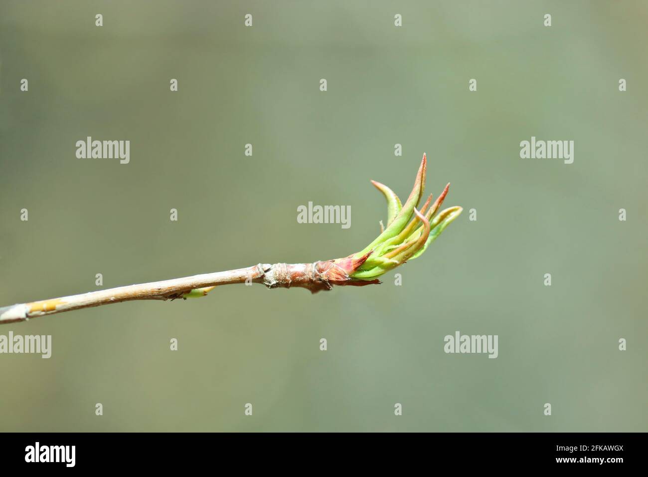 The first young sticky leaves of the apple tree, springtime. Spring ...