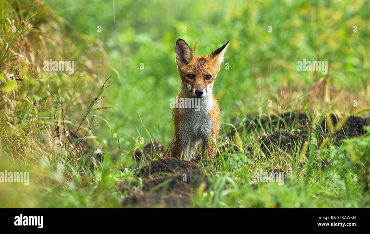 Wet red fox standing on meadow on summer rainy day Stock Photo - Alamy