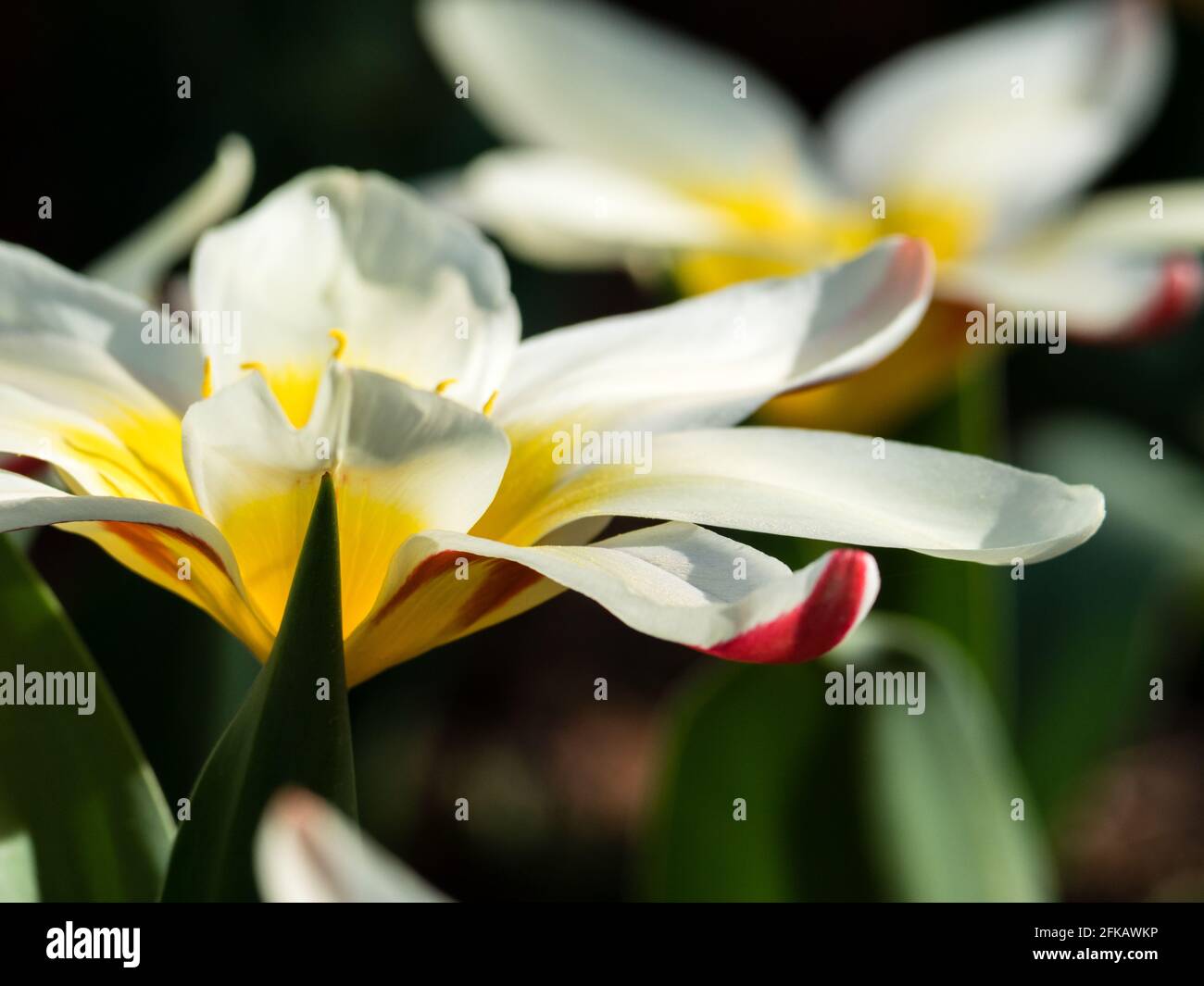 Tulip clusiana lady jane hi-res stock photography and images - Alamy