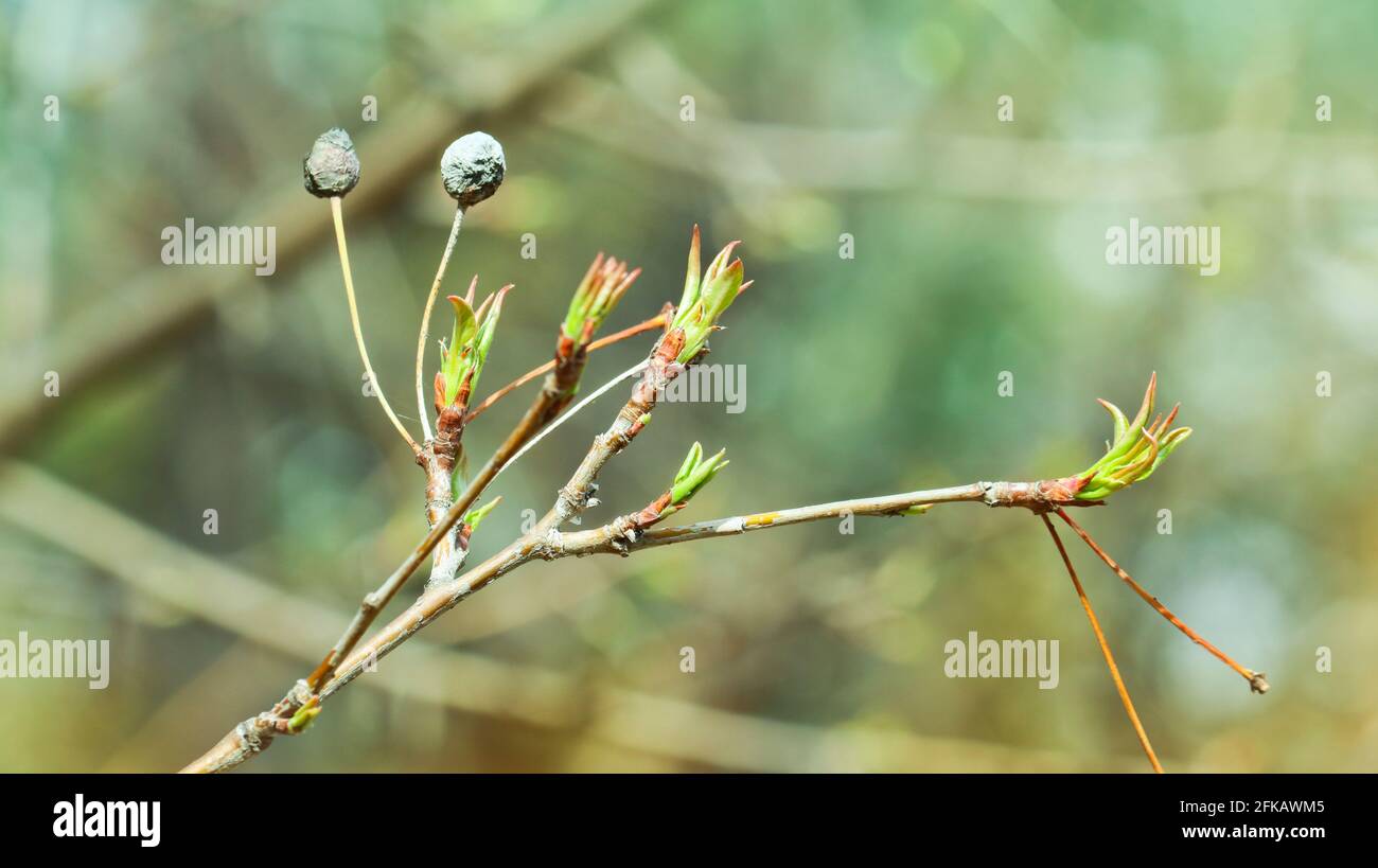 The first young sticky leaves of the apple tree, springtime. Spring ...