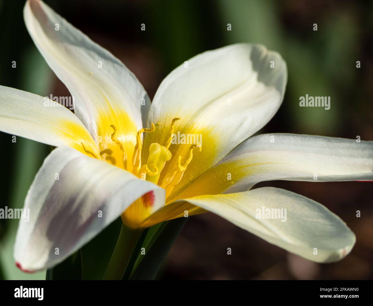 Lady jane tulip hi-res stock photography and images - Alamy