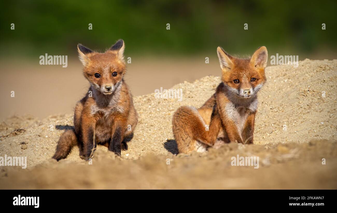 Fox siblings hi-res stock photography and images - Alamy