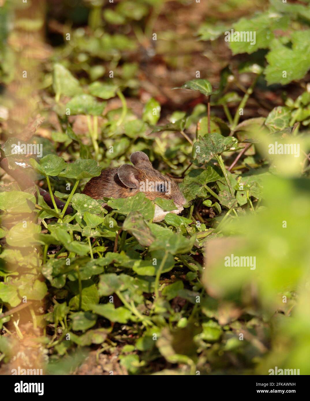 Mischievous mouse hi-res stock photography and images - Alamy