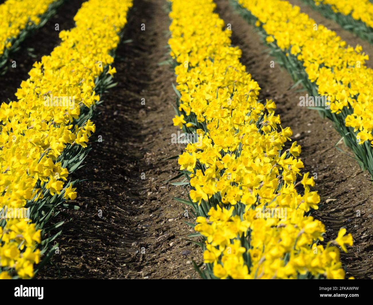 Rows of blooming daffodils on the fields in Skagit valley - Washington ...