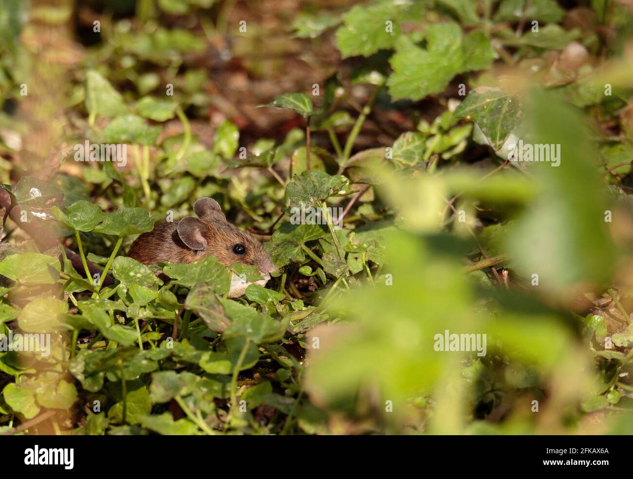 Mischievous mouse hi-res stock photography and images - Alamy
