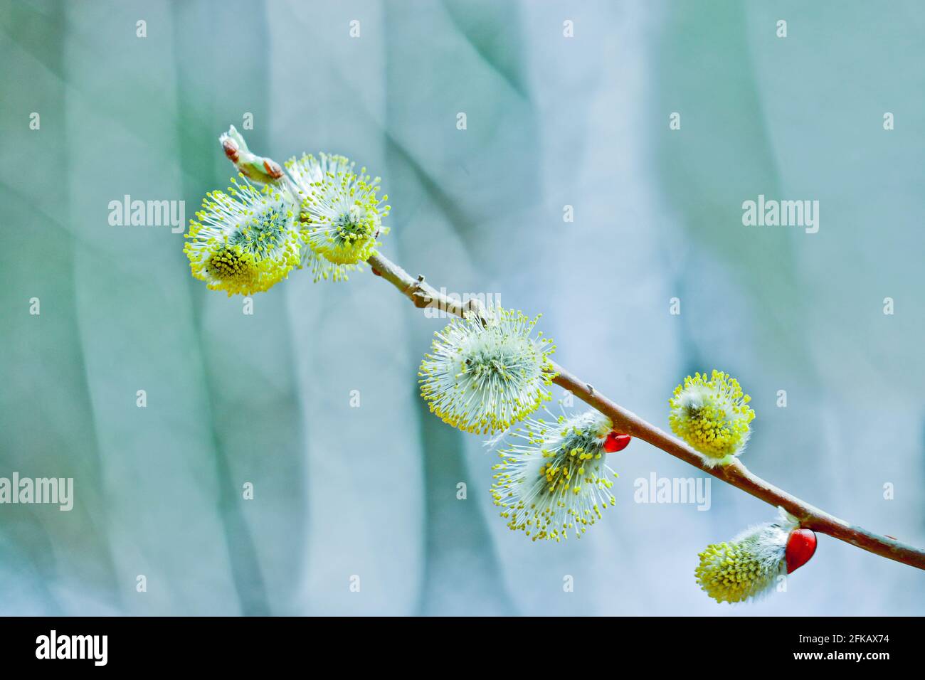 Spring background - willow branches with blossoming buds. Pollen on ...